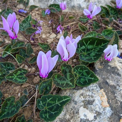 Greek Pale Mauve Colored Cyclamen Wild Flowers Closeup On Rocky