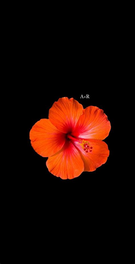 Initials Flowers Fyp Fypage Aa Flower Wallpaper Tiktok In 2024