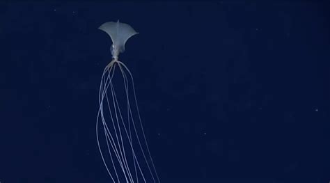 Bigfin Squid Reaching Over 23 Feet That Has Been Documented Less Than