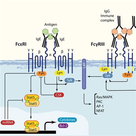 Overlap In Fcεri Fcγriii And Fcγriib Signaling Ige Bound