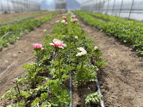 Behind The Scenes Of Flower Farming — Four Root Farm