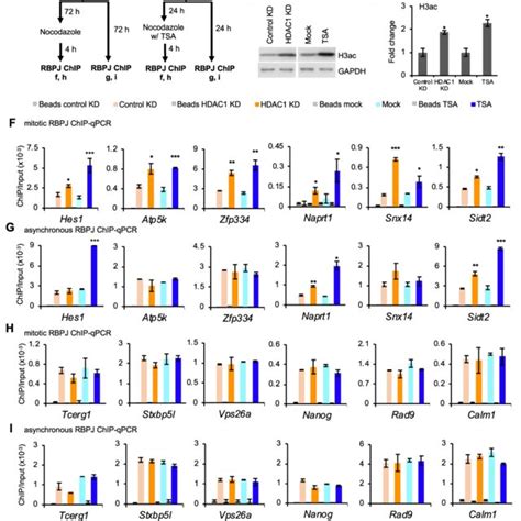 A One Step Method To Generate A Multiple Sgrna Delivery Plasmid A
