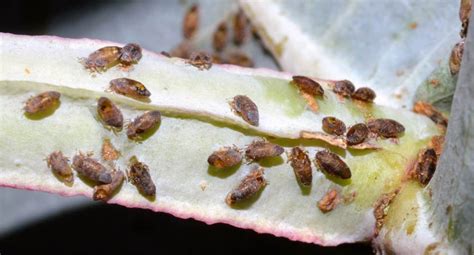 First Report Of Bronze Bug In Mexico Ufifas Pest Alert