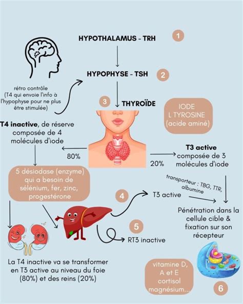 Pourquoi Ta Thyroïde Fonctionne Au Ralenti Evy Poulard Naturopathe