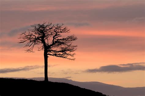 Lone Tree Silhouette Photograph By Gavin Macrae Pixels