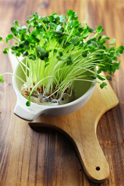 Broccoli Microgreens Benefits And How To Grow Clean Eating Kitchen
