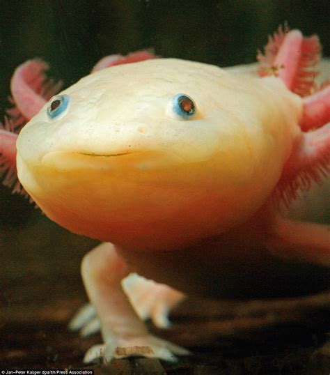 Meet The Worlds Ugliest Endangered Animals Daily Mail Online