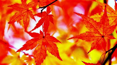 Japanese Makeup Style A Comprehensive Guide To Achieving Authentic Looks Japambience