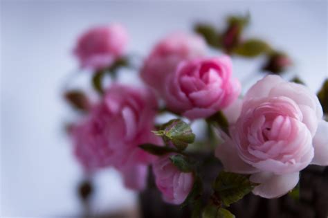 Miniature Roses In The Small Bread Bin Etsy