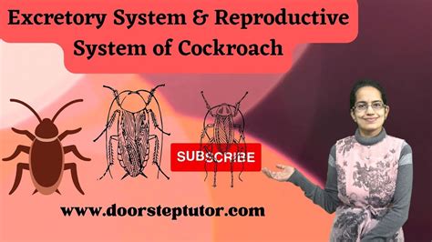 Excretory System Of Cockroach