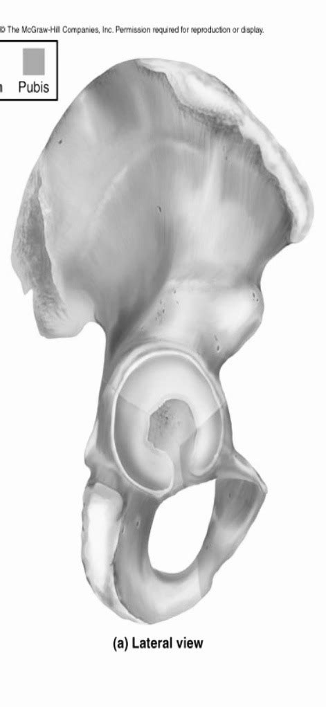 Appendicular Bones Coxal Diagram Quizlet