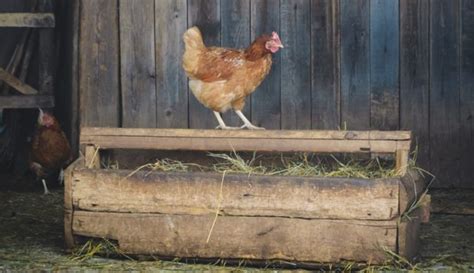 Chicken Euthanasia When And How To Help Hobby Farms