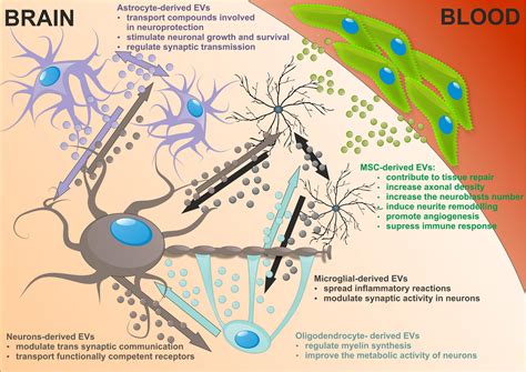 Frontiers Extracellular Vesicles In Physiology Pathology And Therapy Of The Immune And