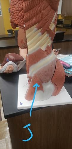 Muscles Flashcards Quizlet