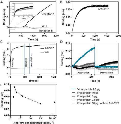 Figure 1 From Biolayer Interferometry Analysis For A Higher Throughput Quantification Of In