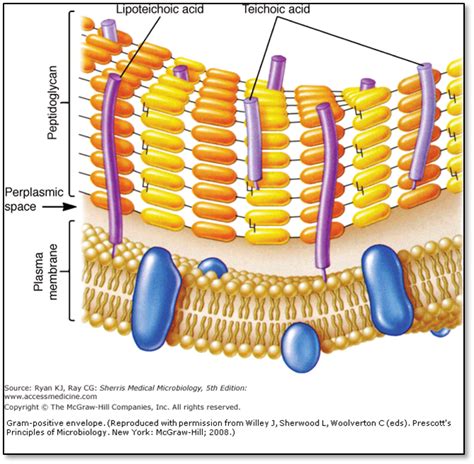 Bacterial Structure And Classification Cmap
