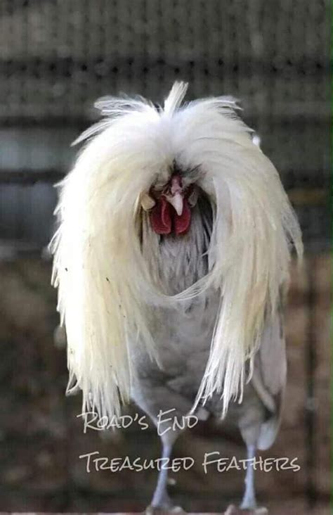 Rooster With Hair On Head Hasma