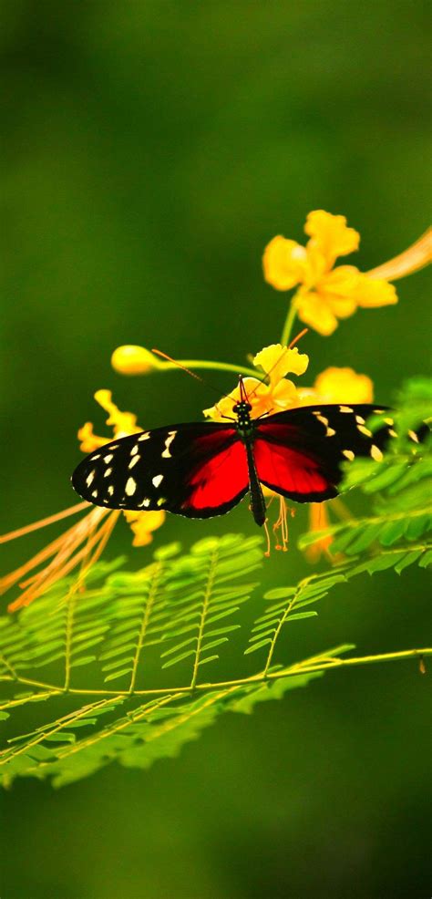 Xiaomi Mi Pro Wallpapers Hd