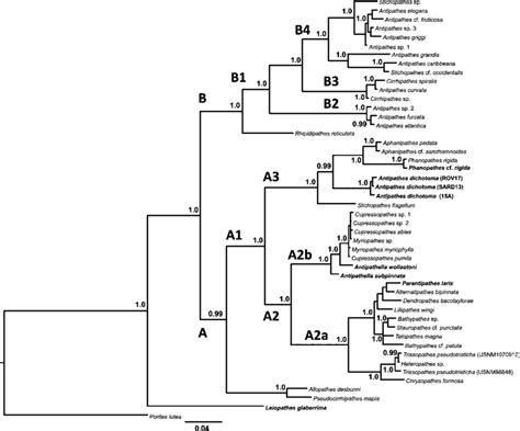 bayesian inference based phylogenetic reconstruction based on internal