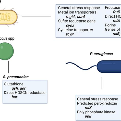 Known Responses Of E Coli Streptococcus Spp And P Aeruginosa To
