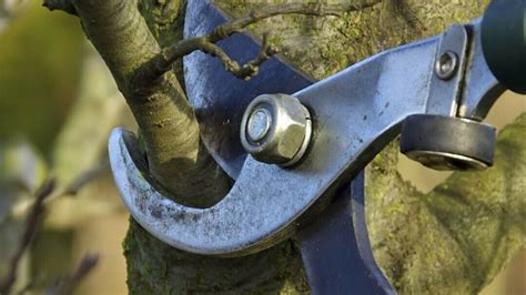 Diy Home Landscape Pruning Cashman Nursery And Landscaping