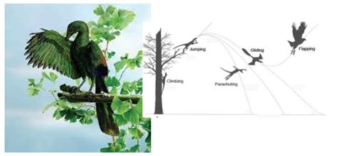 Ornithology Lecture 3 Flashcards Quizlet