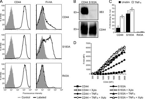 Differential Use Of Chondroitin Sulfate To Regulate Hyaluronan Binding