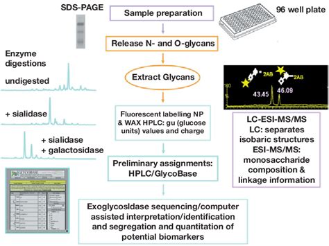 Figure 1 From High Throughput Glycan Analysis And Disease Markers Semantic Scholar