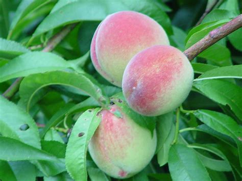Peaches Pics4learning