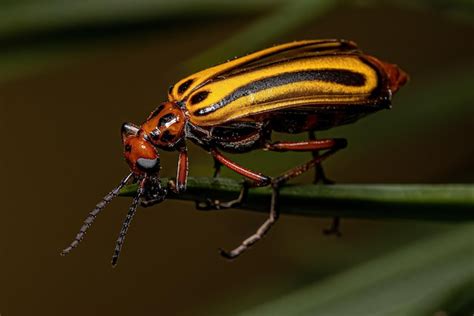Premium Photo Adult Blister Beetle