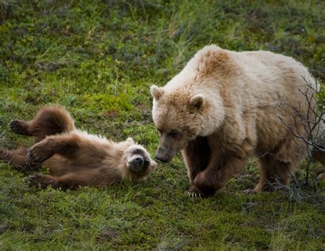Usfws Cancels Hearings On New Grizzly Bear Rule
