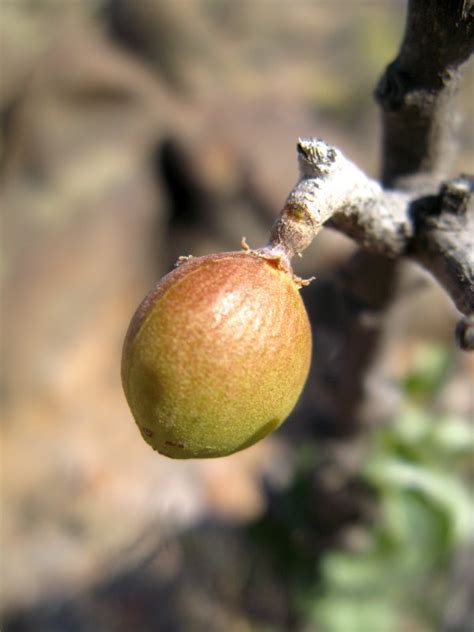 Photo Guide To Plants Of Southern Africa