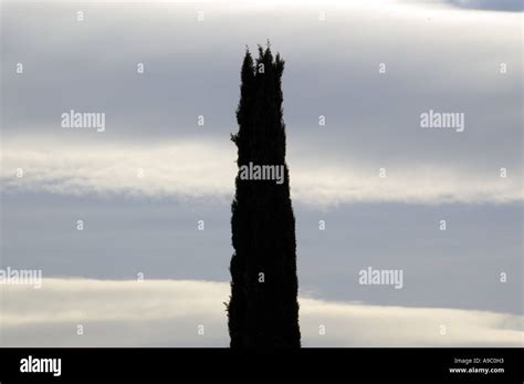 Tall Columnar Cedar Top Italian Cypress Cupressus Sempervirens Stock