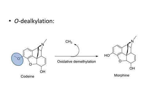 Ppt Drug Metabolism Powerpoint Presentation Free Download Id2312754