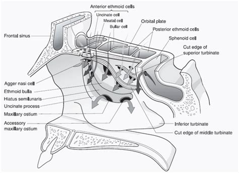 Anatomy Of Ostiomeatal Complex Epomedicine