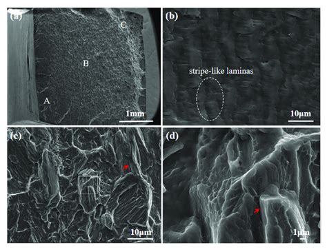 Fatigue Fracture Morphology Of Strain Amplitude At 1 Along Nd A