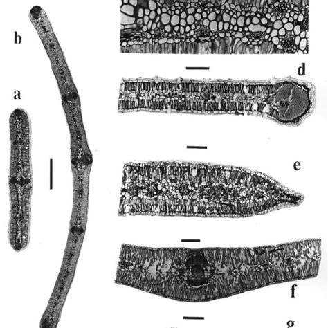 Transverse Sections Of Typical Adult A B And Seedling C D Terete