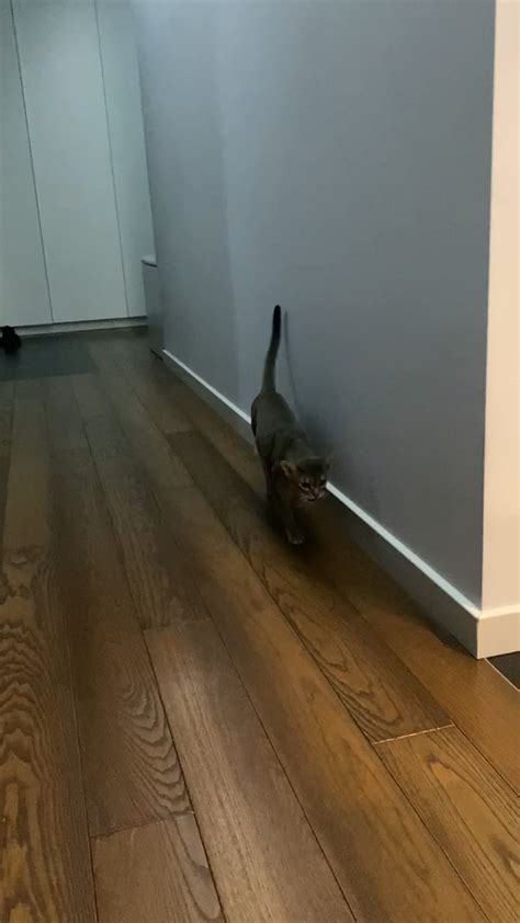 Fetching Oc Rabyssinians