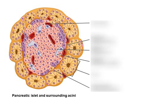 Pancreatic Acinus
