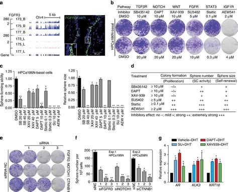 Signalling Pathways That Regulate Human Prostatic Basal Stem Progenitor Download Scientific