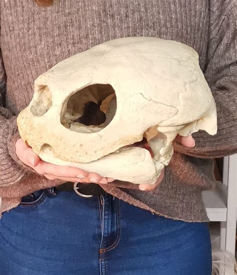 Leatherback Turtle 11 Life Size Replica Skull Catawiki