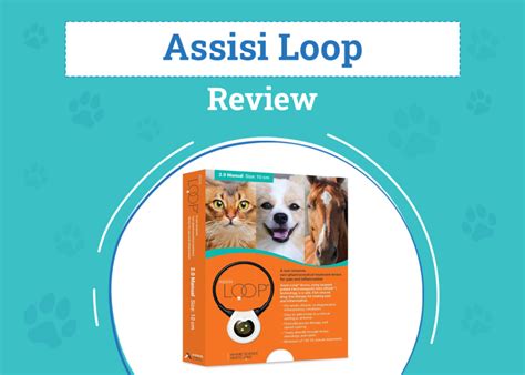 Australian Silky Terrier Dog Breed Info Pictures Care And Facts Dogster