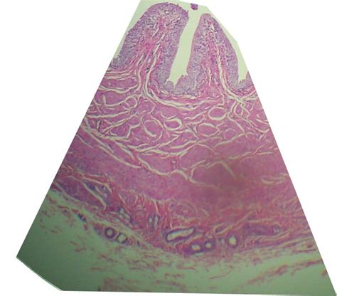 Urinary System Histology Diagram Quizlet