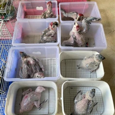 Blue And Gold Macaw Parrots And Fertile Eggsid11672684 Buy United Kingdom Blue Gold Macaw