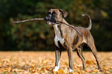 Boxer Dog Breed