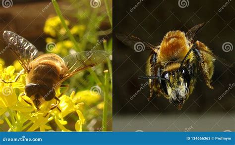 Bee Vs Hoverfly Stock Image Image Of Hoverflies Poison 134666363