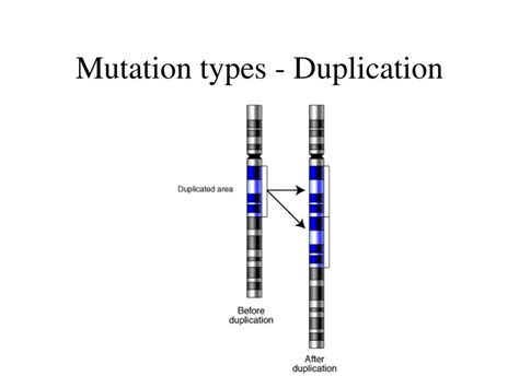 Types Of Duplication Mutation At Jasper Rae Blog