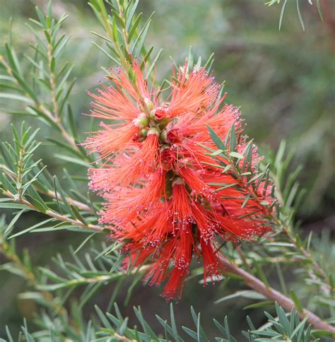Melaleuca Linariifolia Dwarf