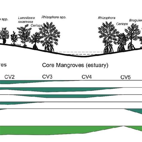 Mangrove Zonation Pattern And Pollen Assemblage Diagram Along The