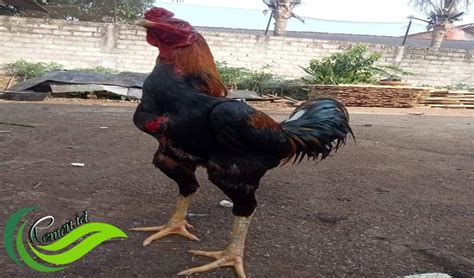 Ayam Bangkok Jenis Ayam Aduan Yang Mampu Bertarung Sampai Mati Media